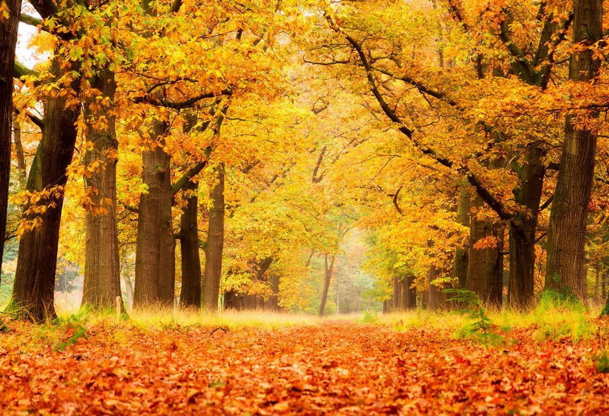 MOHome 7x5ft Fall Theme Woods Path Autumn Scenery Portraits Photography ...