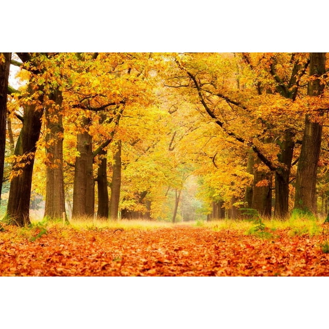 MOHome 7x5ft Fall Theme Woods Path Autumn Scenery Portraits Photography ...