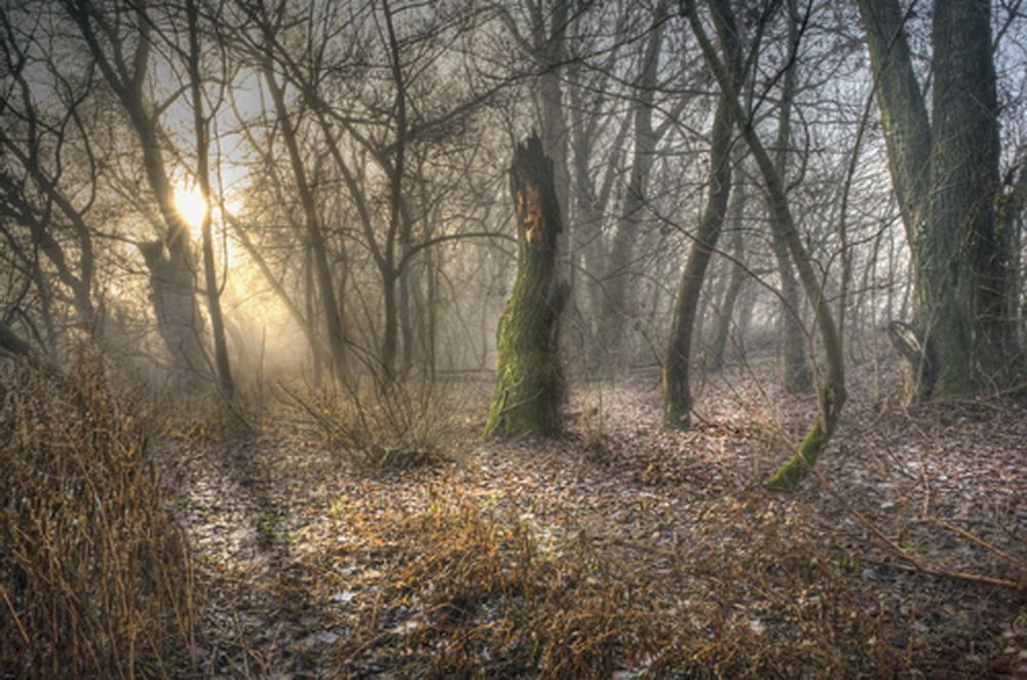 MOHome 7x5ft Forest under the Sunset Photography Indoor Backdrop Prop ...