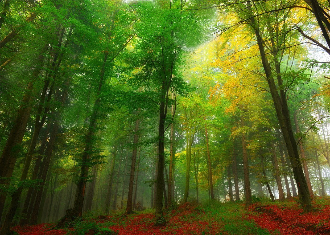MOHome 7x5ft Green Forest Photography Backdrops Nature Scenic Autumn ...