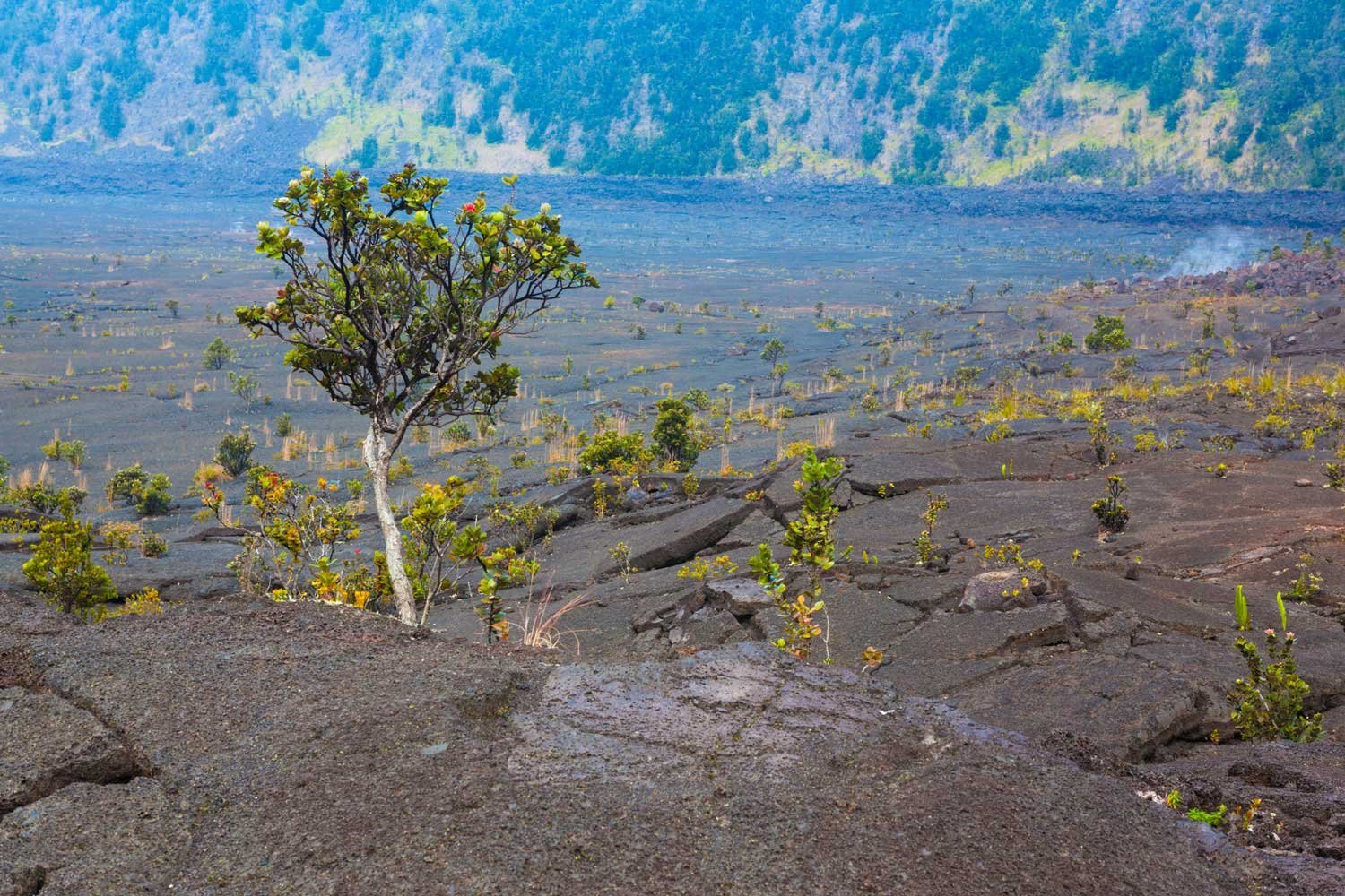 MOHome 7x5ft Natural Scenery Photography BackdropsDry Land Shoot ...