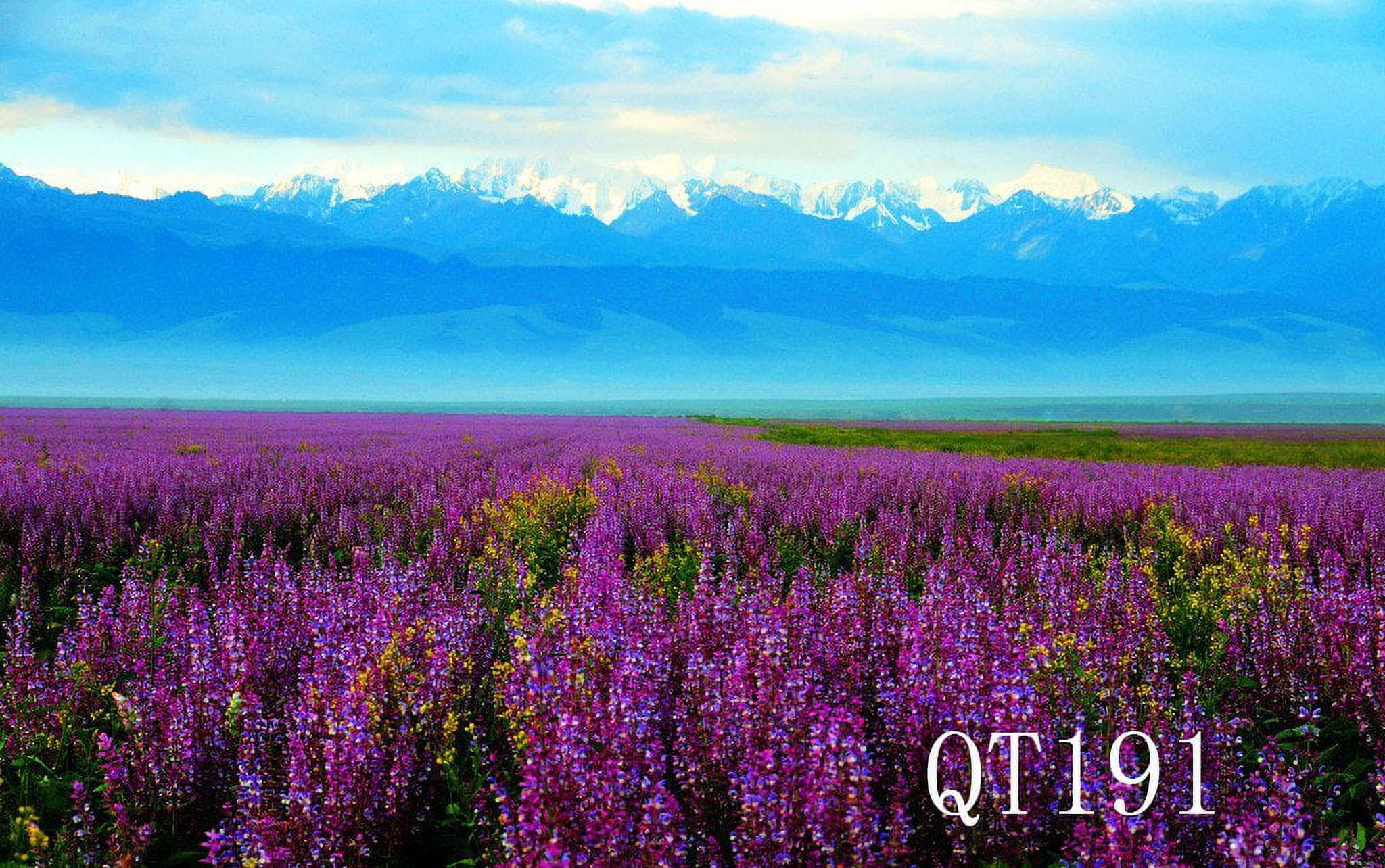 MOHome 7x5ft Purple Field Photo Backdrop Fall Photography Backdrop ...