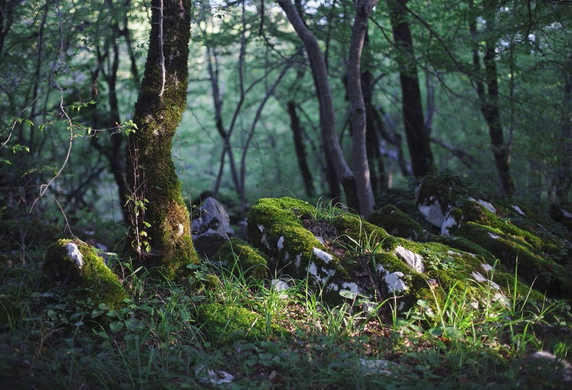 MOHome 7x5ft Quiet Forest Portraits Photography Backdrops Indoor Studio ...