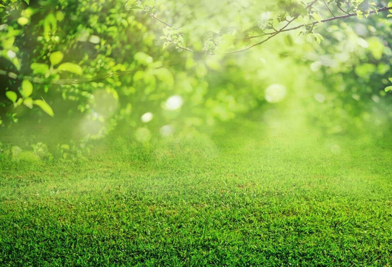 MOHome Nature Outdoor Background Photography Green Tree Leaves Lawn ...