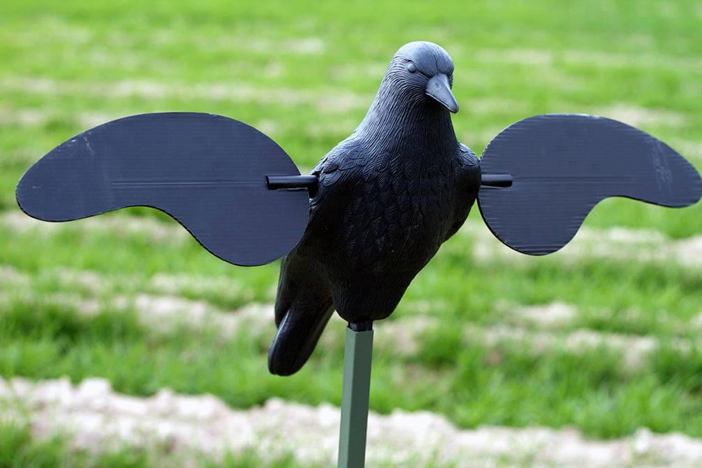 MOJO Outdoors Crow Decoy, Magnetic Wings, Motion Cycle, Runs on 6 AA ...