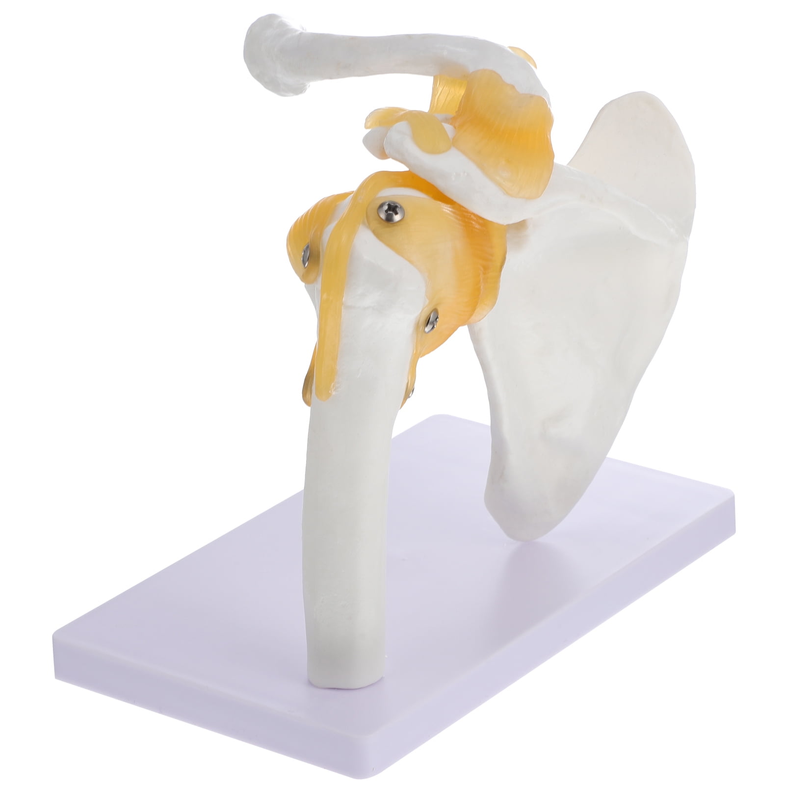 MOKKHNB 1Pack Torso Anatomy Model for Teaching PVC White Anatomical ...