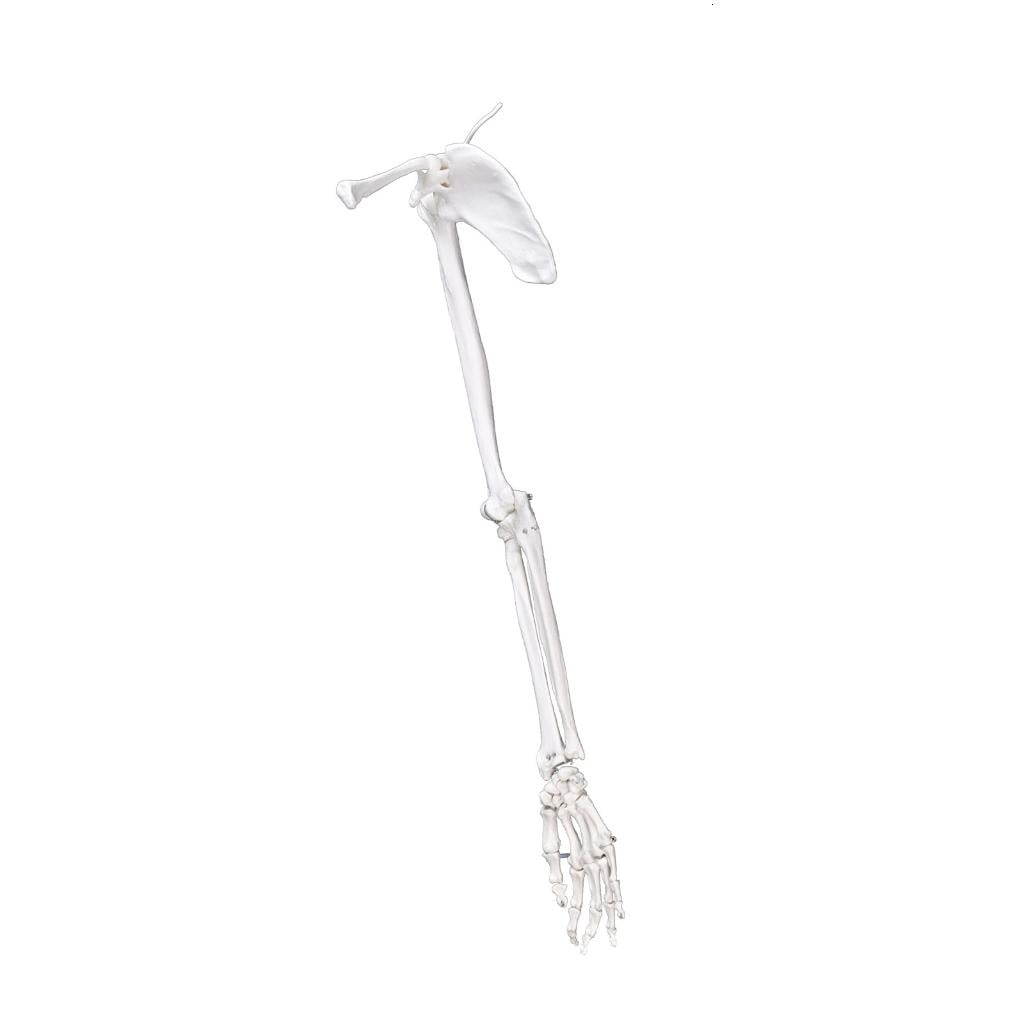 MOMOJIA Detailed Upper Limb Anatomy Model Suitable for Clinical ...