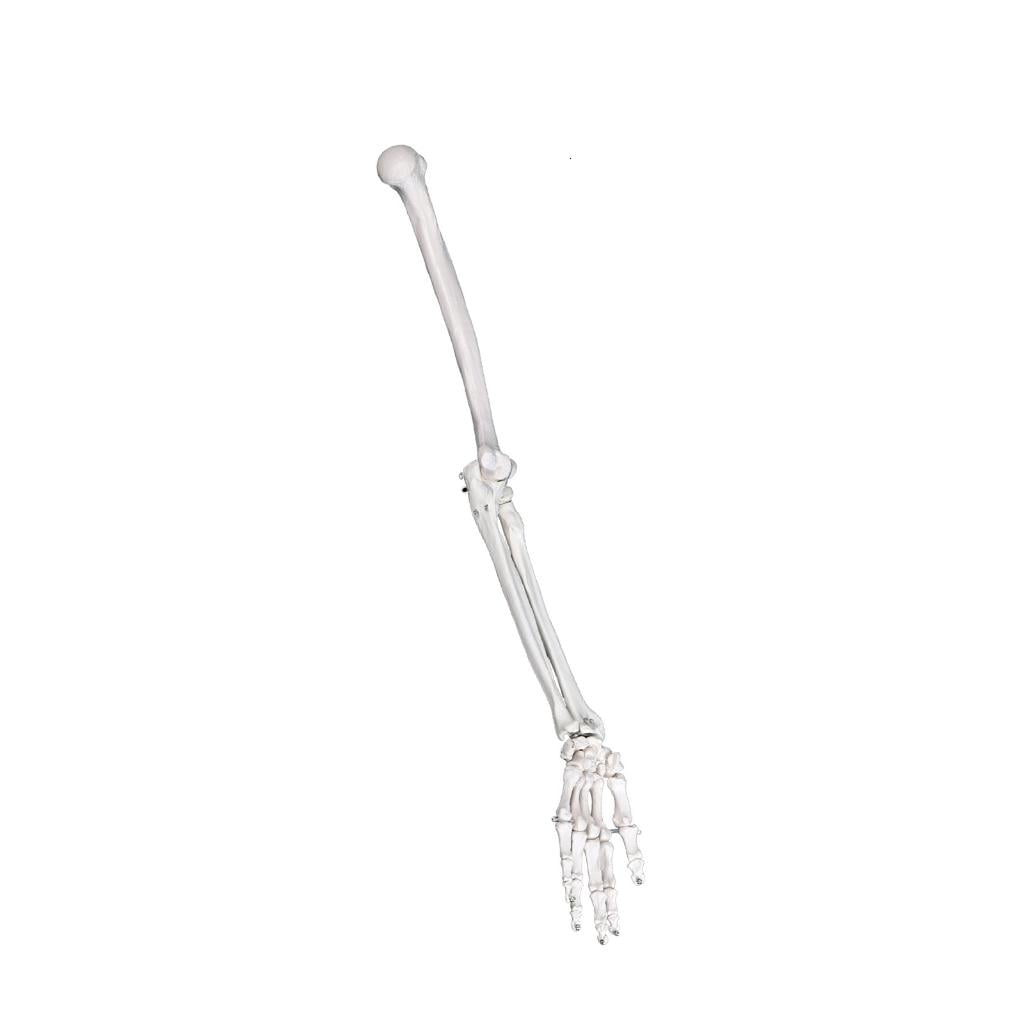 MOMOJIA Detailed Upper Limb Anatomy Model Suitable for Clinical ...