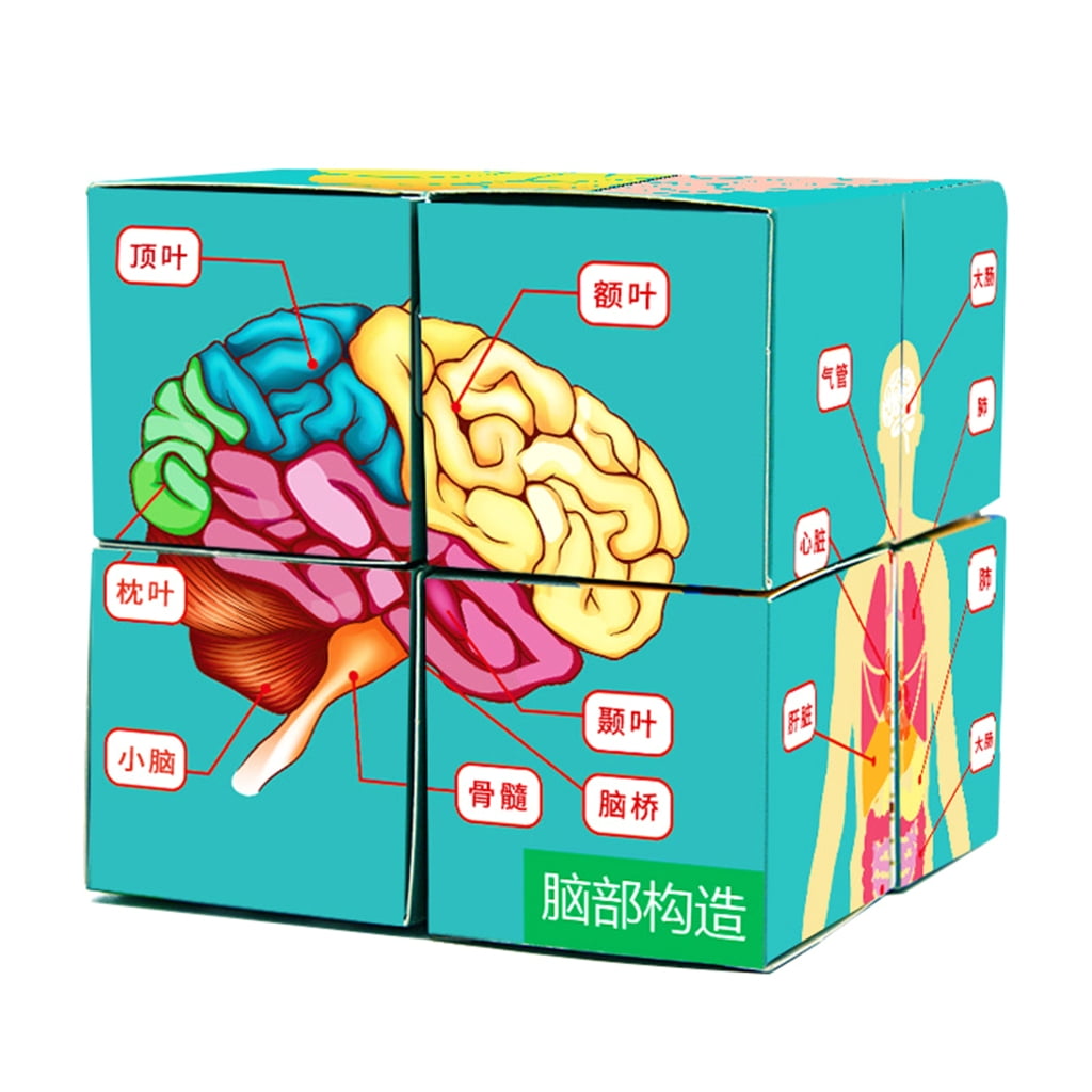 MOMOJIA Human Anatomy Puzzle Cube Card Human Body Kid Children Science ...