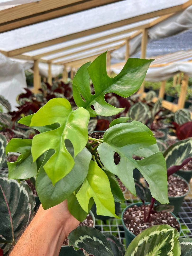 MONSTERA GINNY in 4" Pot | Mini Split Leaf | Live HousePlant ...