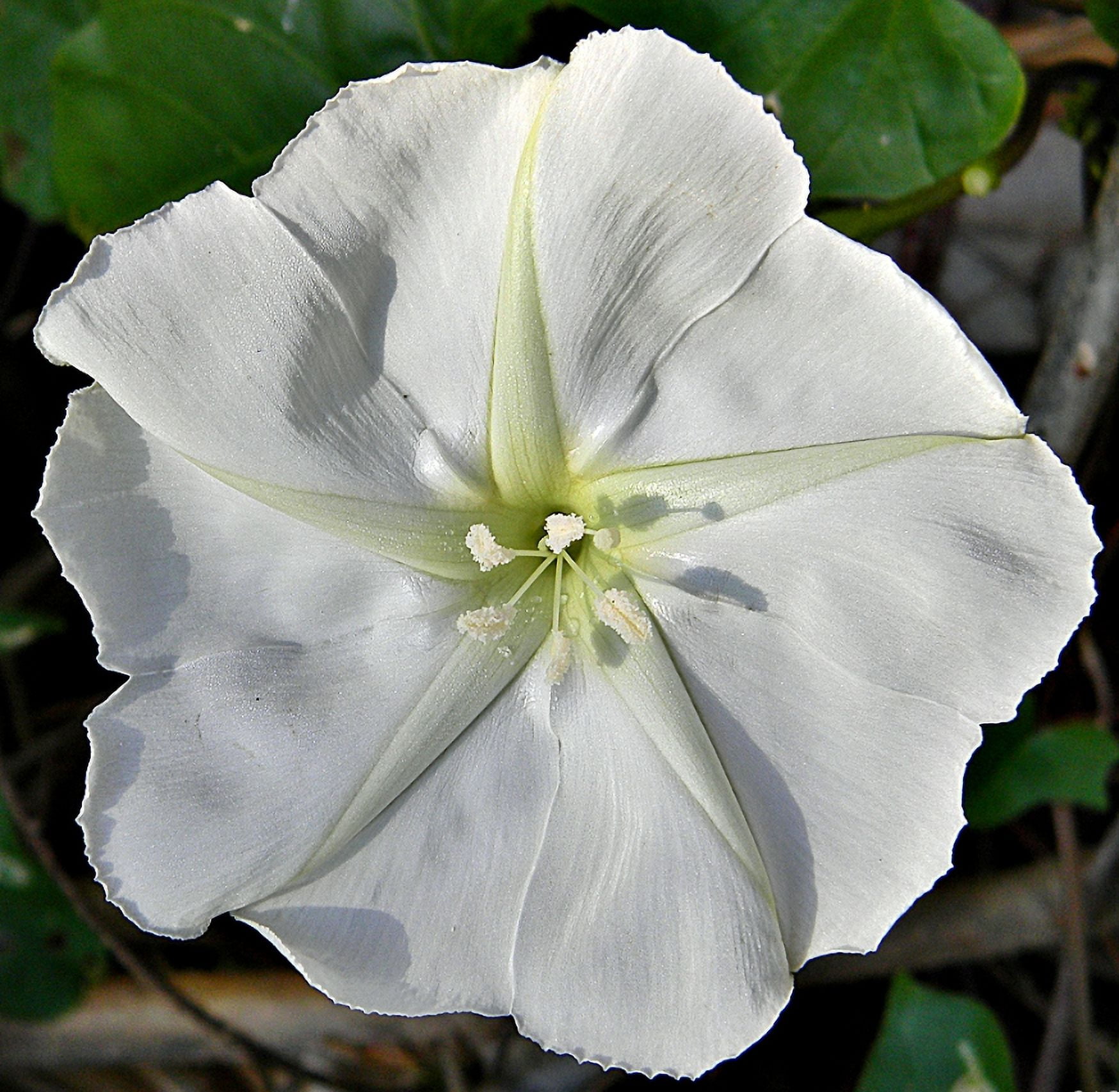 MOONFLOWER 25 Seeds - Mother Nature's Seeds - Wildflower Seeds - Flower ...