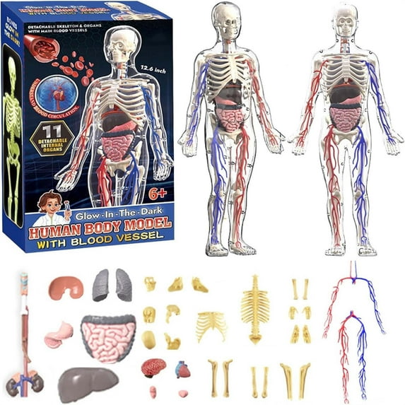 MORESEC under $5 Human Anatomy Model30-Piece Transparent Human Torso ...