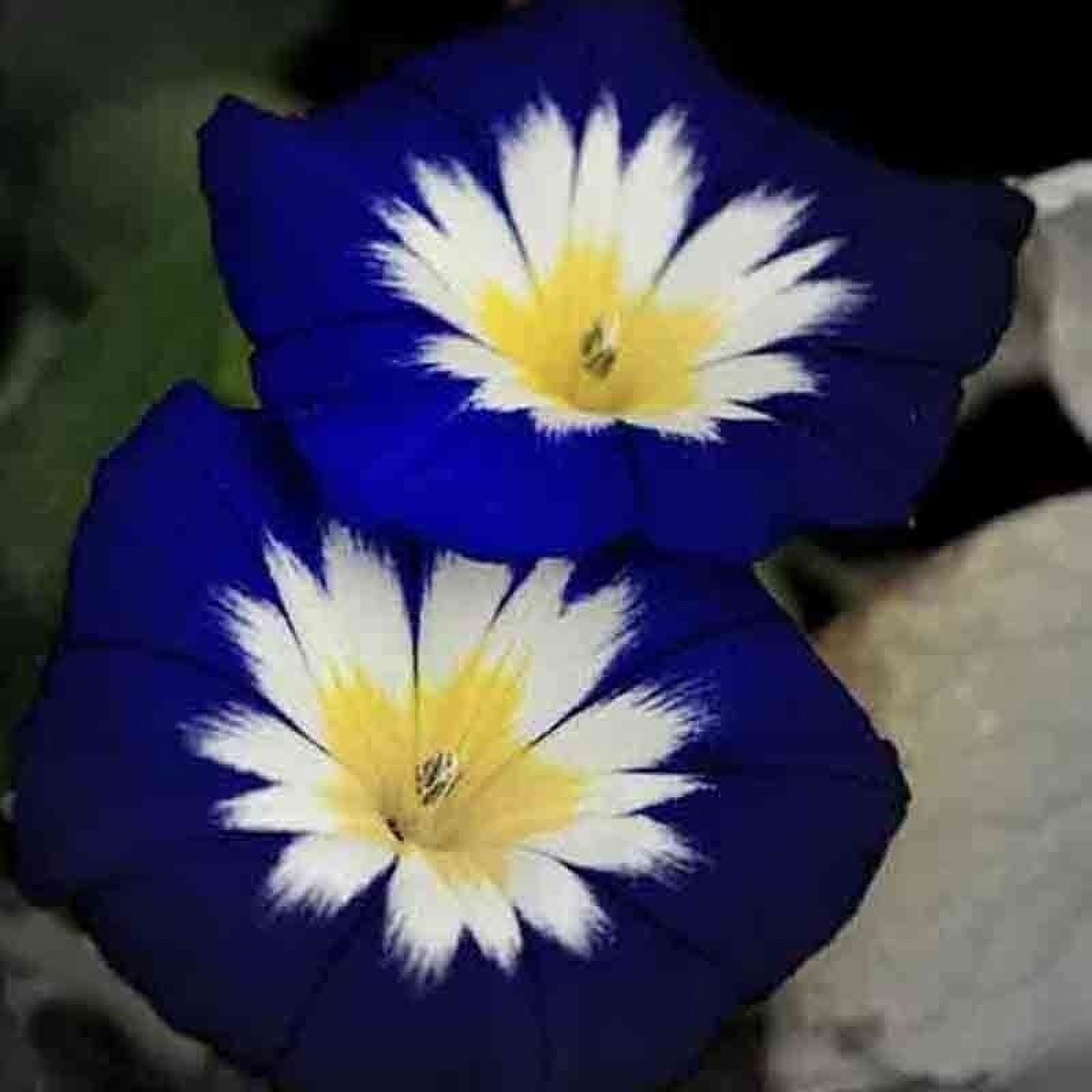 MORNING GLORY FLOWER MIX DWARF 25 SEEDS BEAUTIFUL VINE TRELLIS COMBINED ...