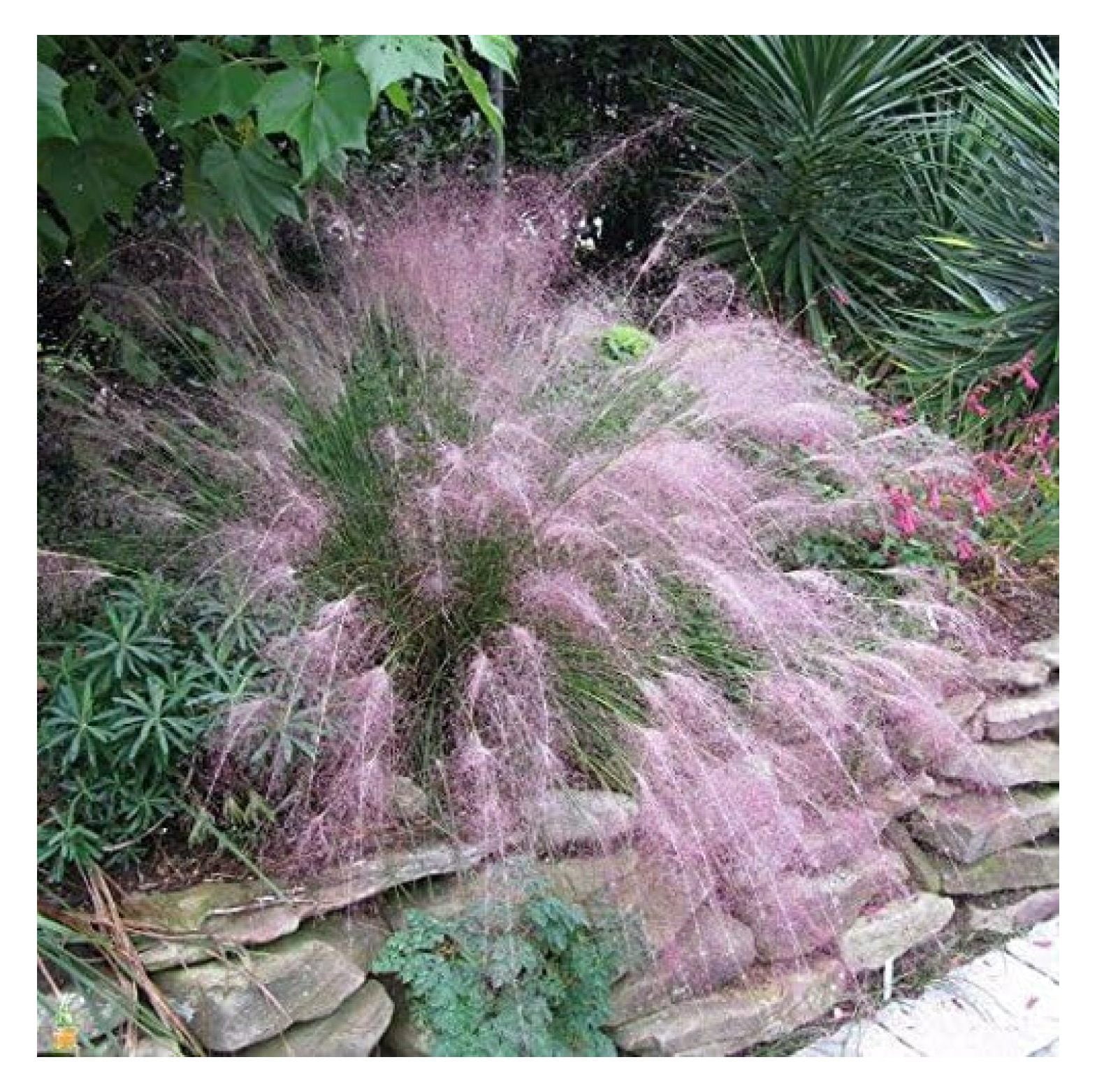 Mowenta Cotton Candy Grass Muhly Grass 1 Plants 2 Feet Tall Ship In 1 Gal Pot