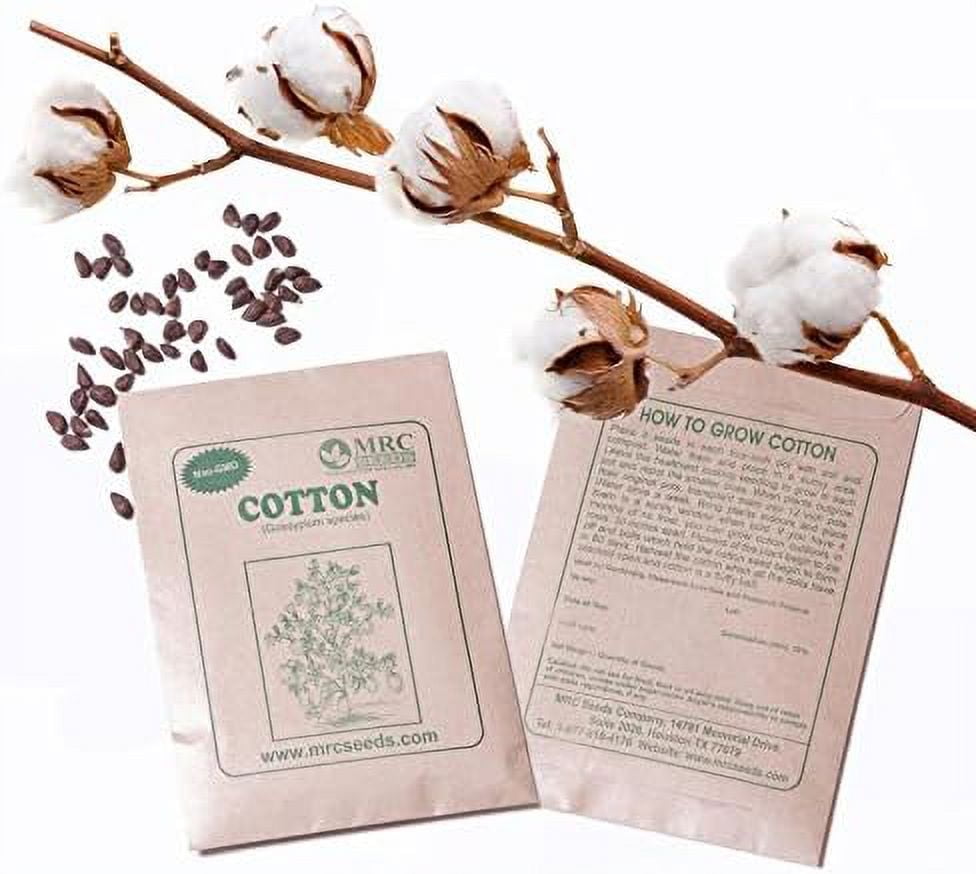 MRC Brand Cotton seeds Non-GMO, untreated 20+ cotton seeds - Walmart.com