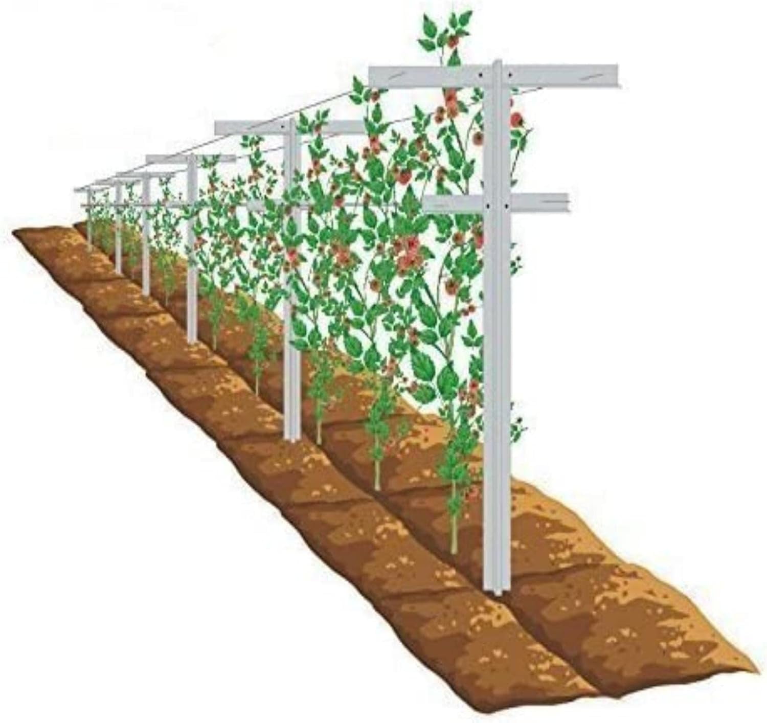 MRGARDEN 7-Feet Adjustable Garden Trellis Set for Raspberry and ...
