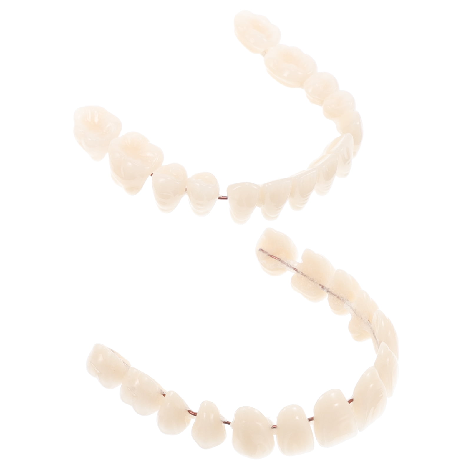 MRLESS 2pcs Fake Teeth Model Dual-Row Plastic Models For Teaching ...