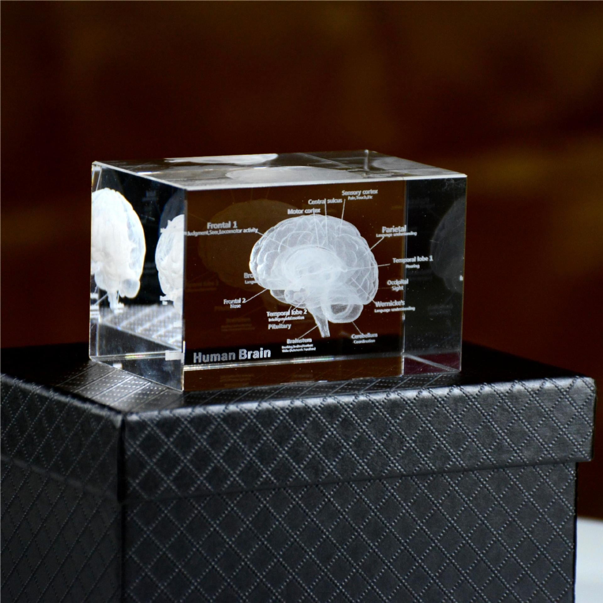MRLESS 3D Crystal Human Brain Model Crystal Anatomical Figurine ...