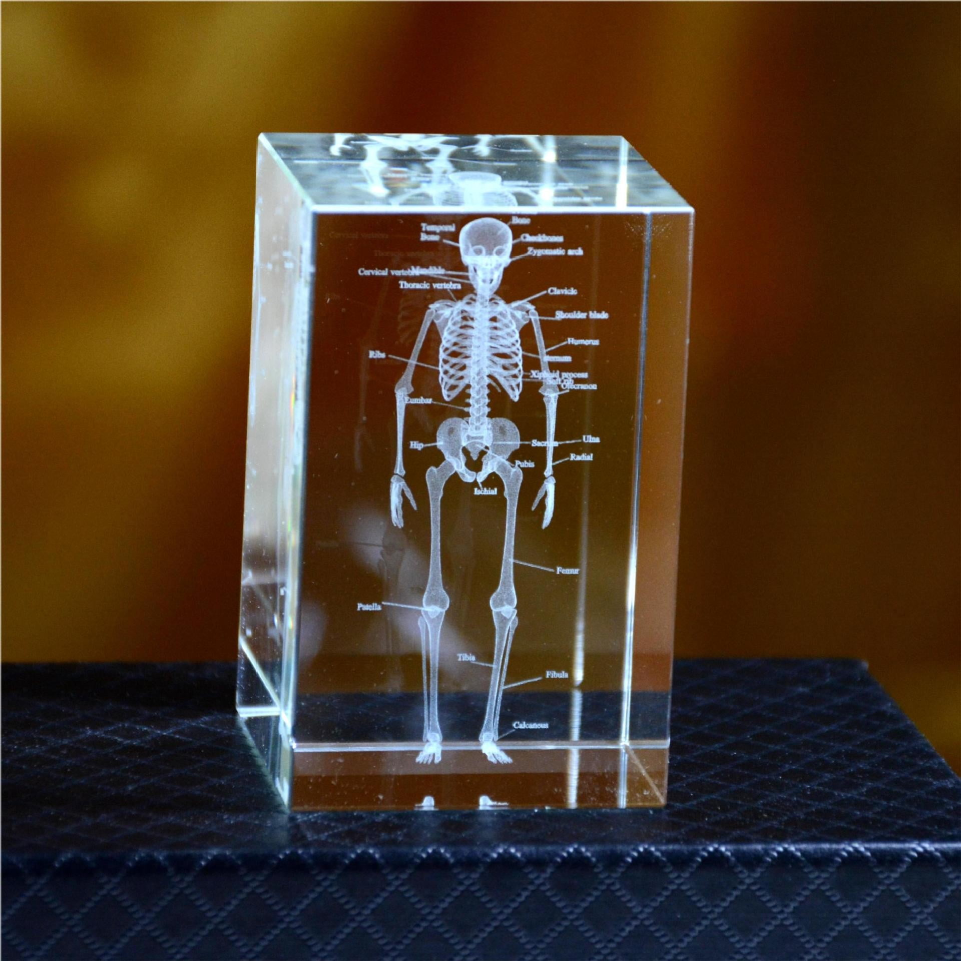 MRLESS 3d Crystal Human Skeleton Model Crystal Anatomical Figurine ...