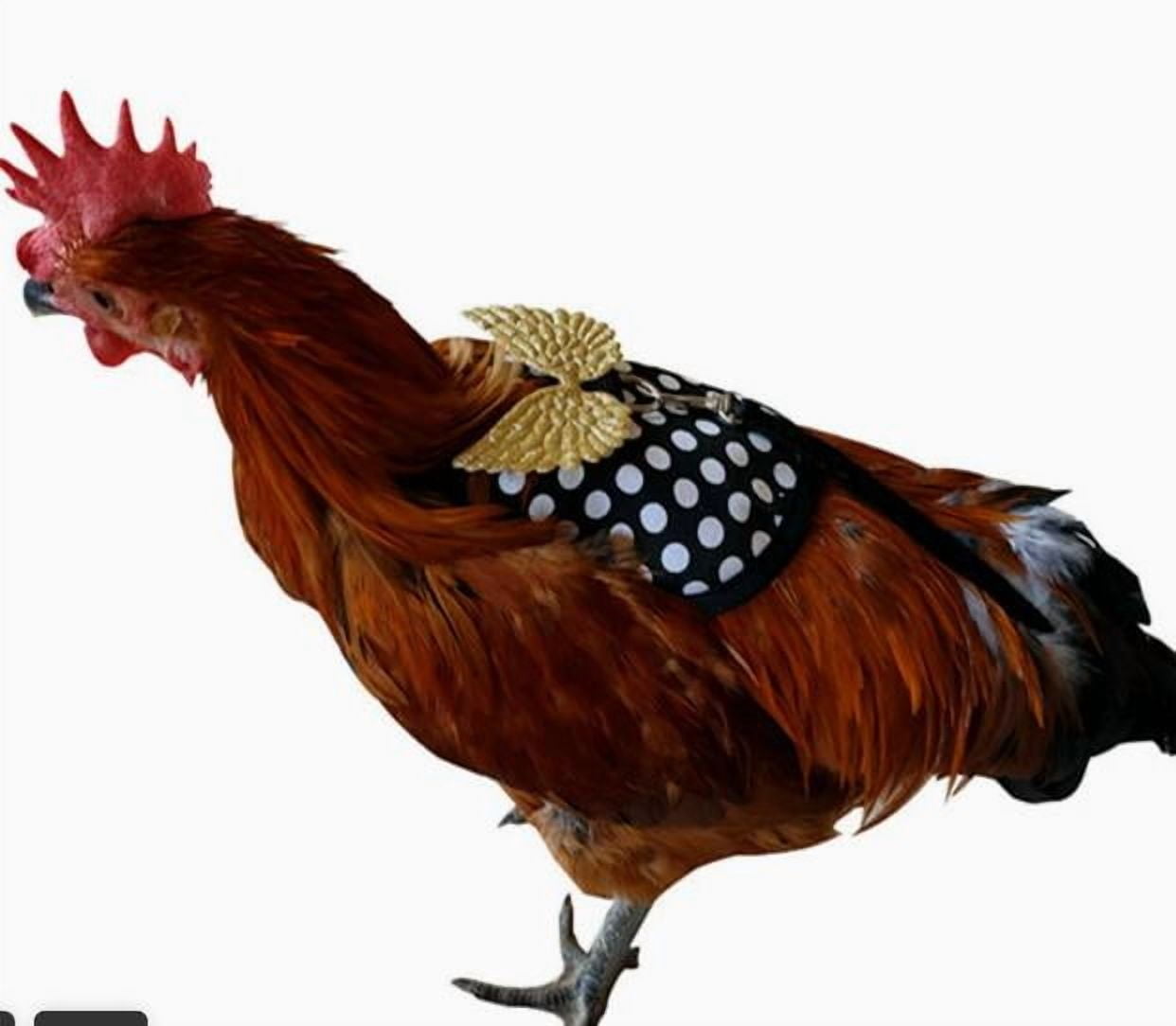 MRLESS Adjustable Chicken Harness and Leash for Outdoor Use ...