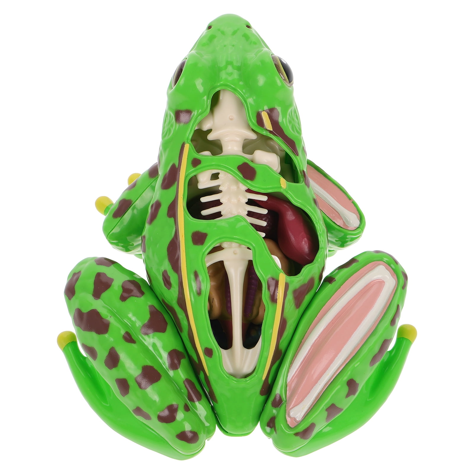 MRLESS Vision Frog Anatomy Model for Kids 4D Detachable Frog Organs for ...