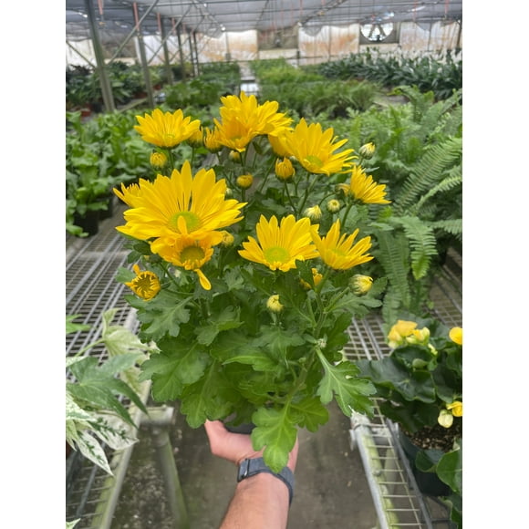 Mums in Annuals - Walmart.com