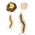 MUSEYA Centipede Life Cycle Model Toys for Kids Educational PVC ...