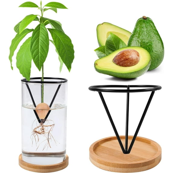 MUSICOZY Avocado Tree Growing Kits,Avocado Growing Vase Wooden Base ...