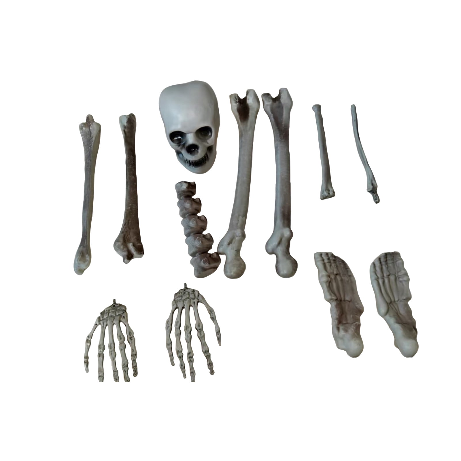 MXWFDY Theme Party Props, Party Decorations, Human Skeletal Anatomy ...