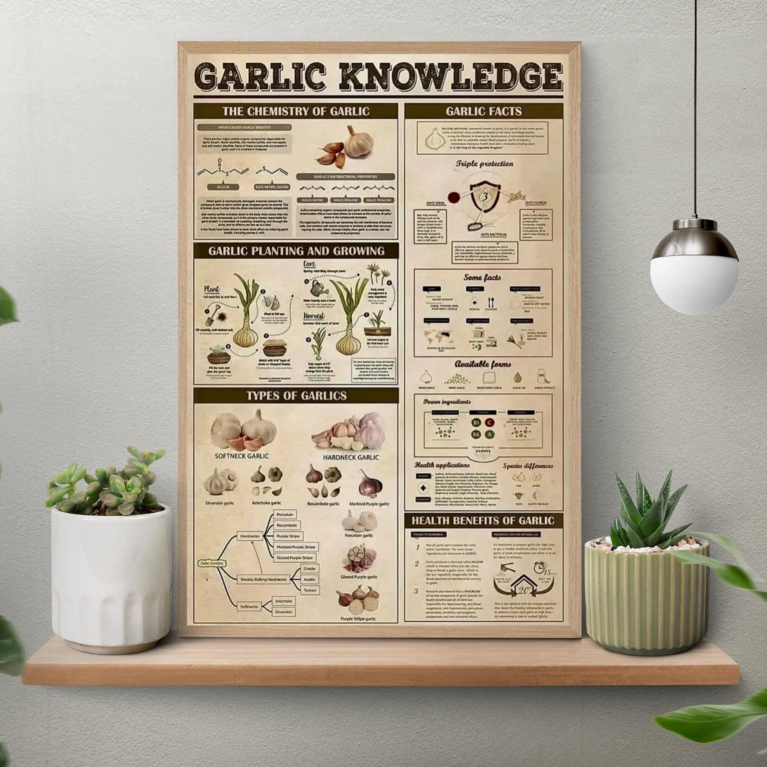 MYYUK Unframed Garlic Knowledge Poster, Garlic Planting and Growing ...