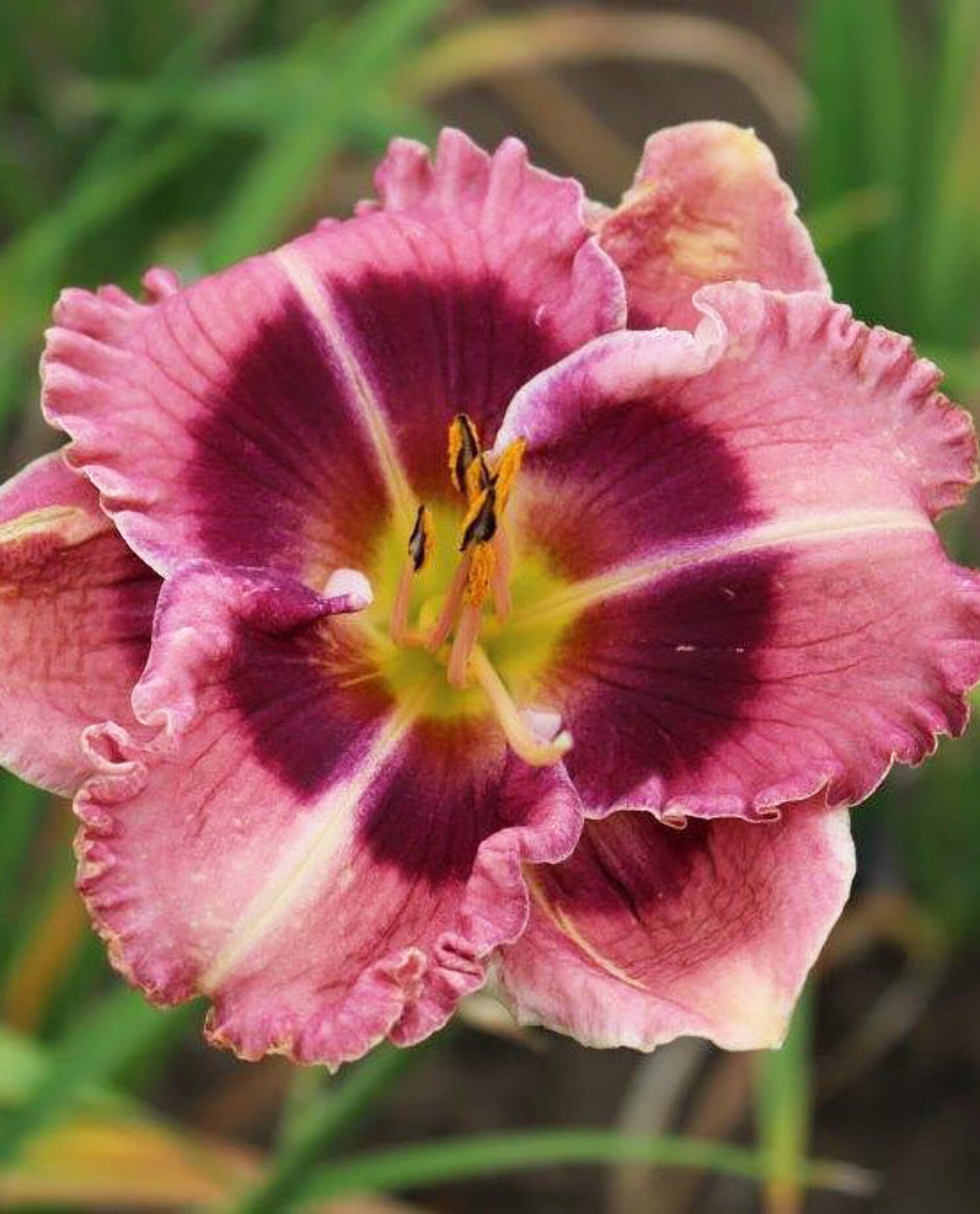 MacBeth Eyezone Daylily - 3 Root Divisions - Walmart.com