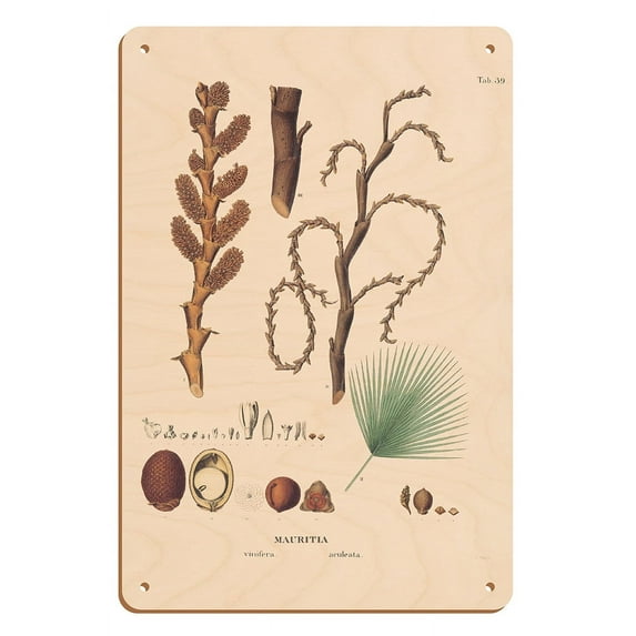 Macaw Palm Tree- (Mauritia Vinifera, Aculeata) - Vintage Botanical ...