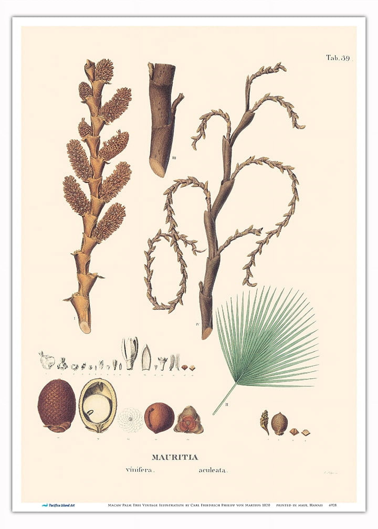 Macaw Palm Tree- (Mauritia Vinifera, Aculeata) - Vintage Botanical ...