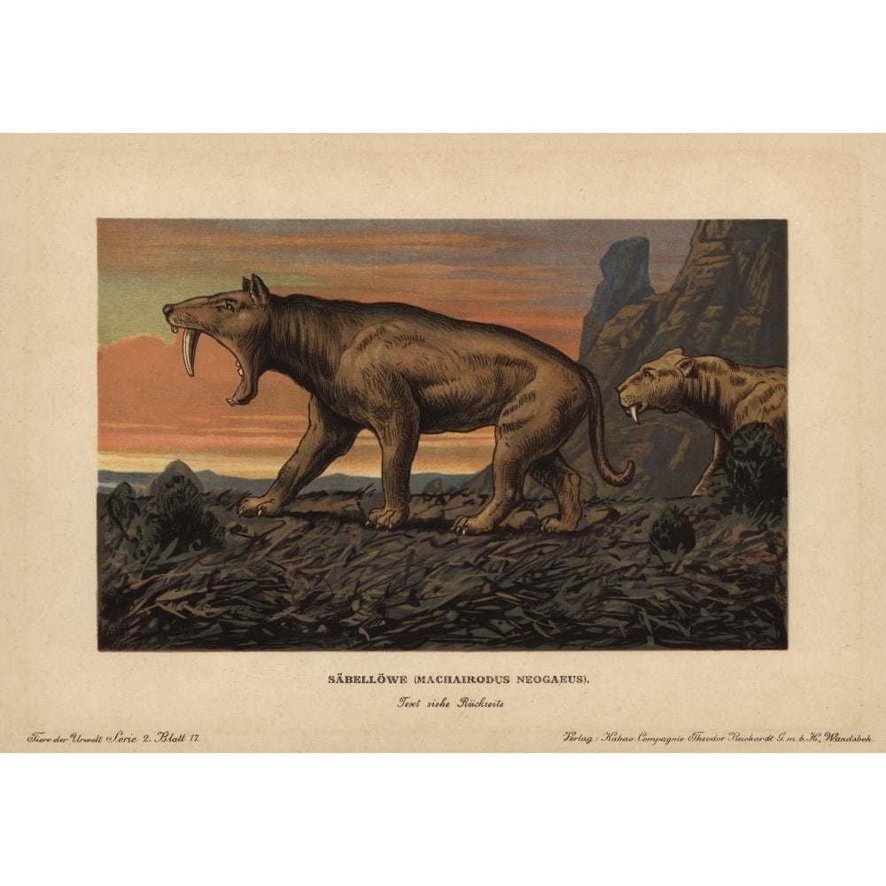 Machaidorus Neogaeus Smilodon Neogaeus Saber-Tootheda Poster Print By ...