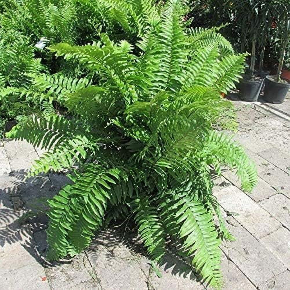 Macho Fern - 3 Live Plants in 4 Inch Pots - Nephrolepsis Biserrta ...