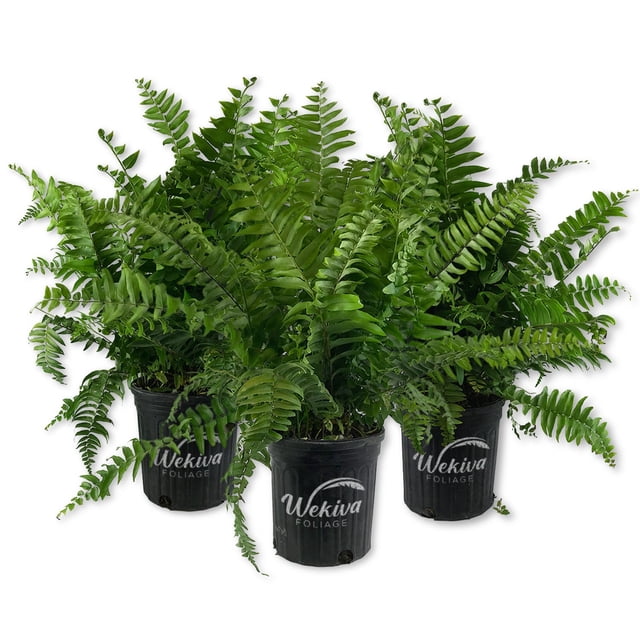 Macho Fern - 3 Live Plants in 6 Inch Pots - Nephrolepsis Biserrta ...