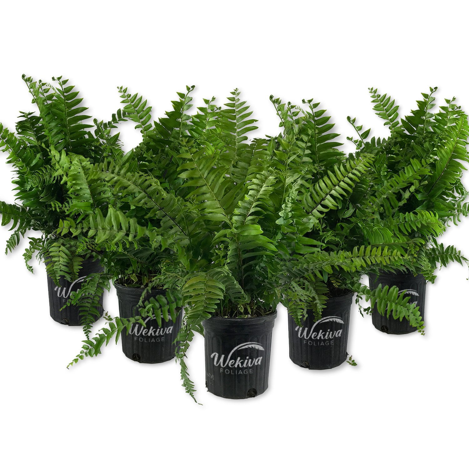 Macho Fern - 5 Live Plants in 6 Inch Pots - Nephrolepsis Biserrta ...