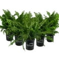 Macho Fern - 5 Live Plants in 6 Inch Pots - Nephrolepsis Biserrta ...