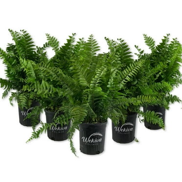 Nature's Way Farms Fern Macho Live Plant (18-24 in. Tall) in Grower Pot ...