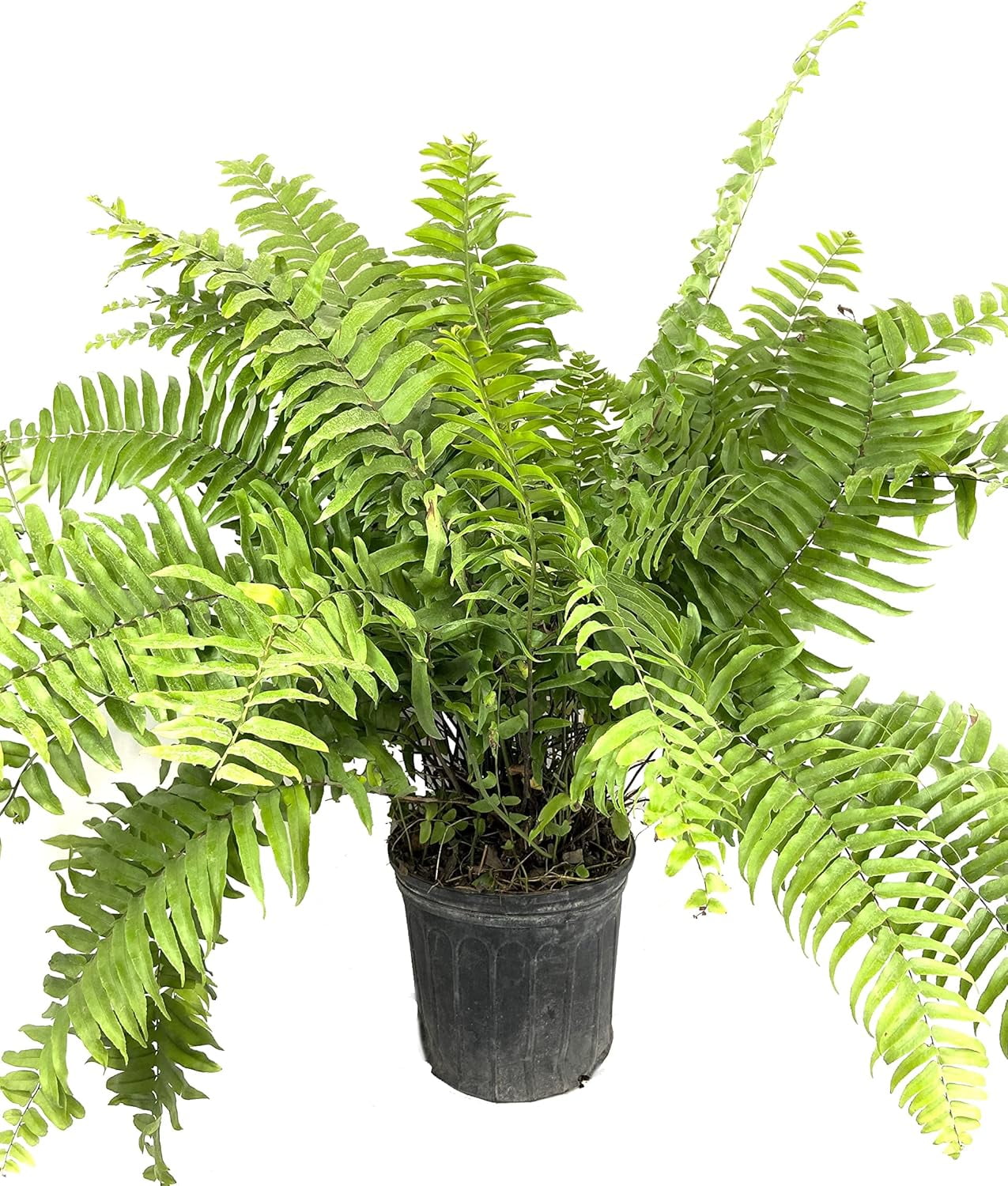 Macho Fern - Live Plant in a 10 inch Pot - 3 Gallon - Nephrolepsis ...