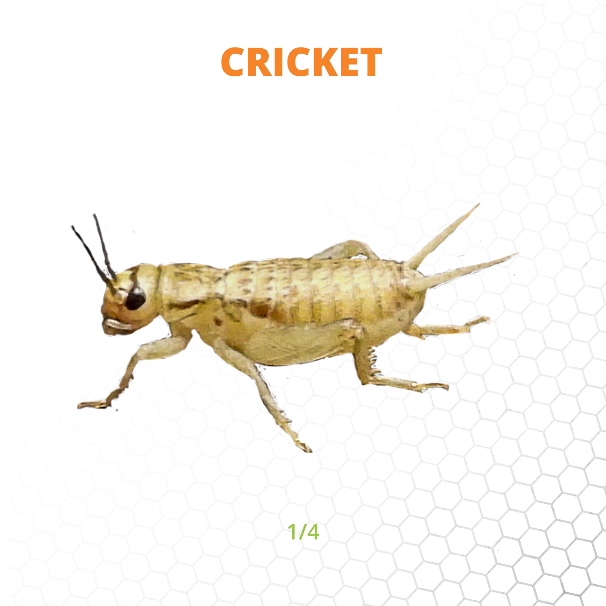 Mack's Natural Reptile Food 1 x box of 1,000 1/4" Crickets - Walmart.com