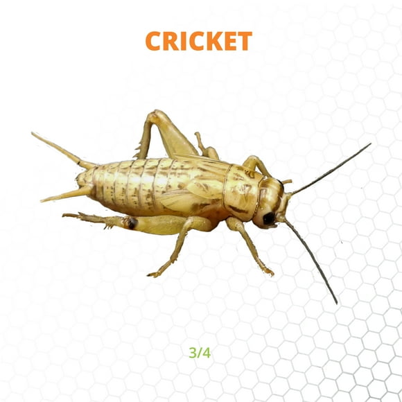 Live Crickets