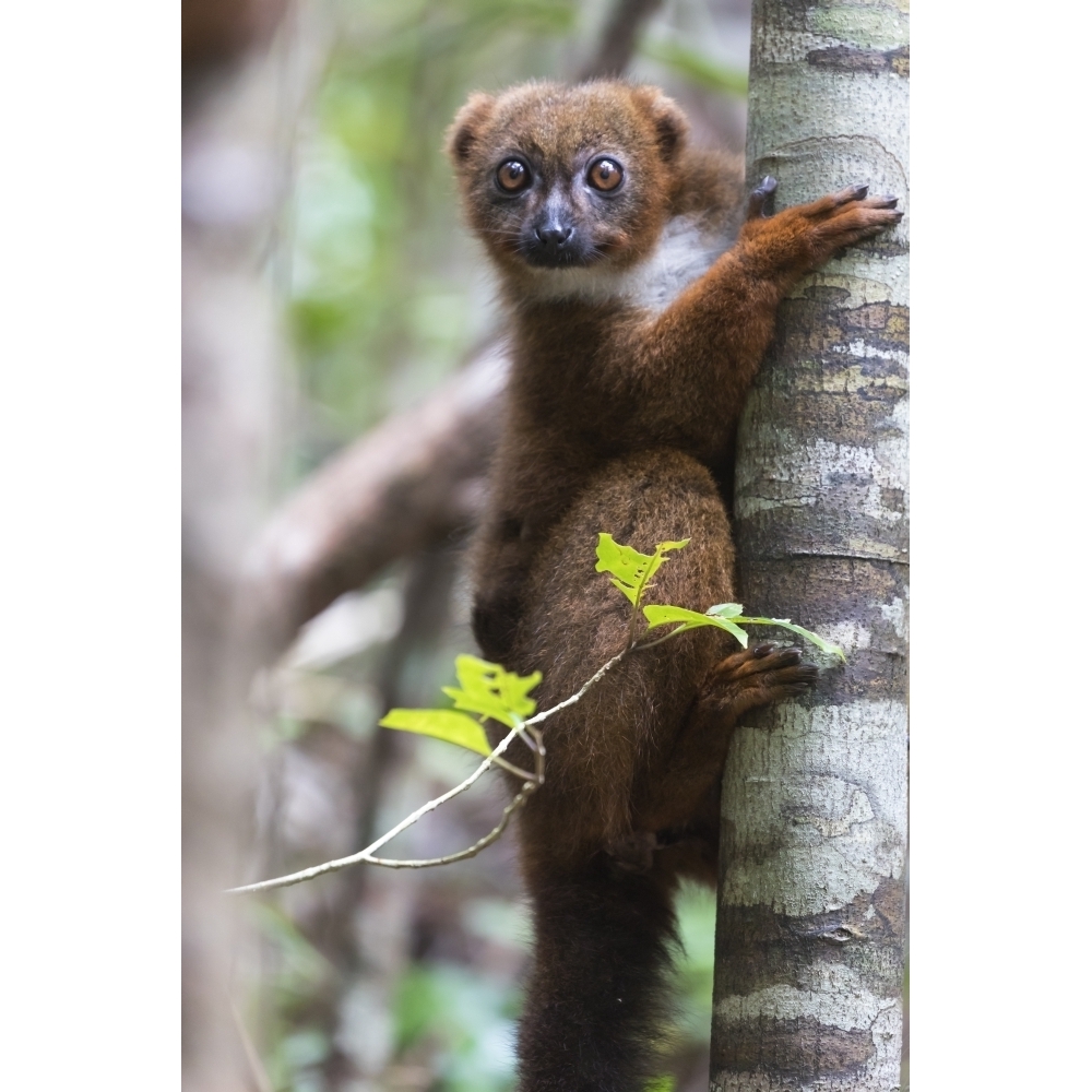 Madagascar Akaninny Nofy Reserve. Female red-bellied lemur clinging to a tree trunk. Poster ...