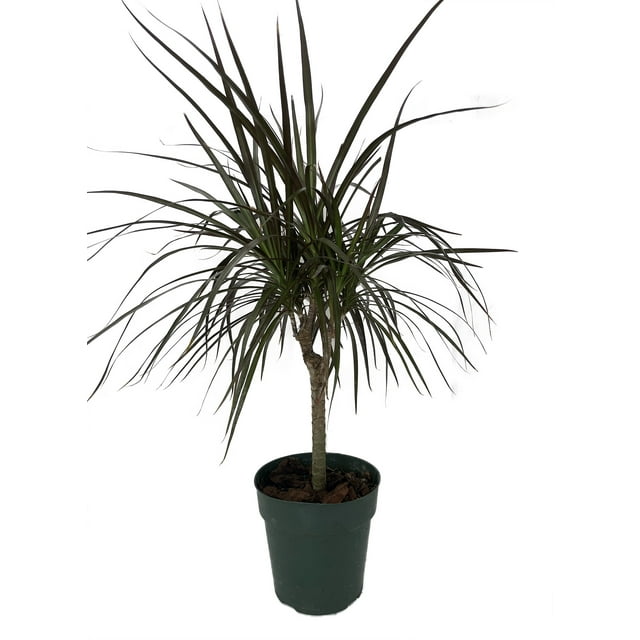 Madagascar Cane Dragon Tree - Dracaena marginata - 6" Pot - Walmart.com