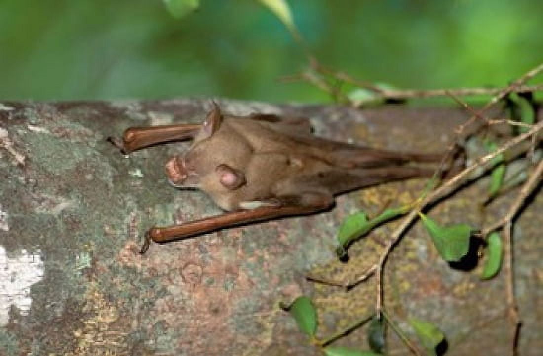 Madagascar, Commerson's leaf-nosed bat wildlife Poster Print by Pete ...