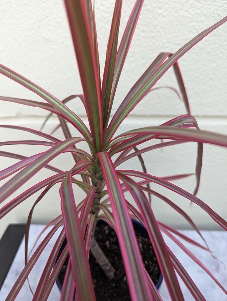Madagascar Dragon Tree - Dracaena Marginata - Colorama - Walmart.com