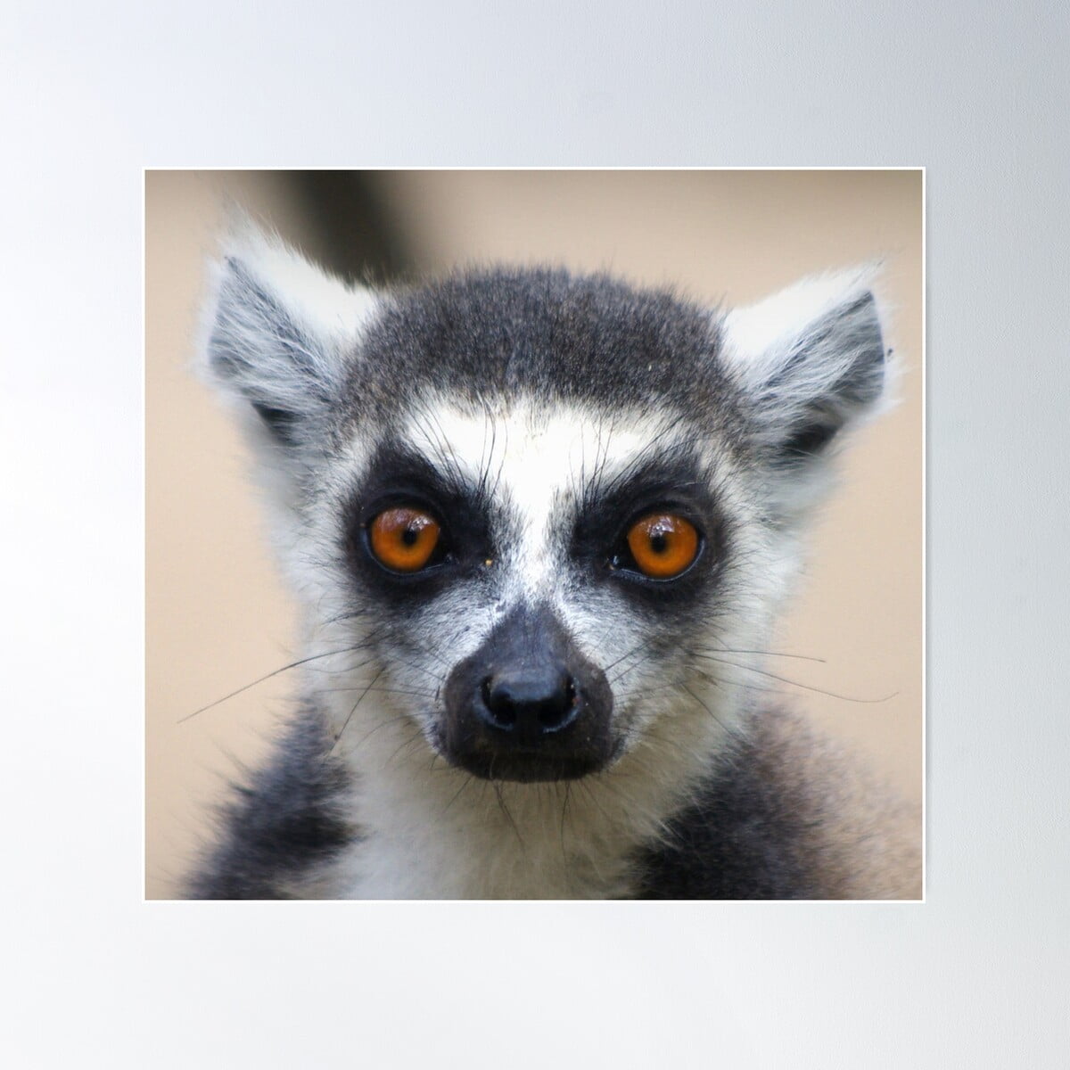 Madagascar Lemur Poster Wall Art, Modern Wall Decor For Living Room ...