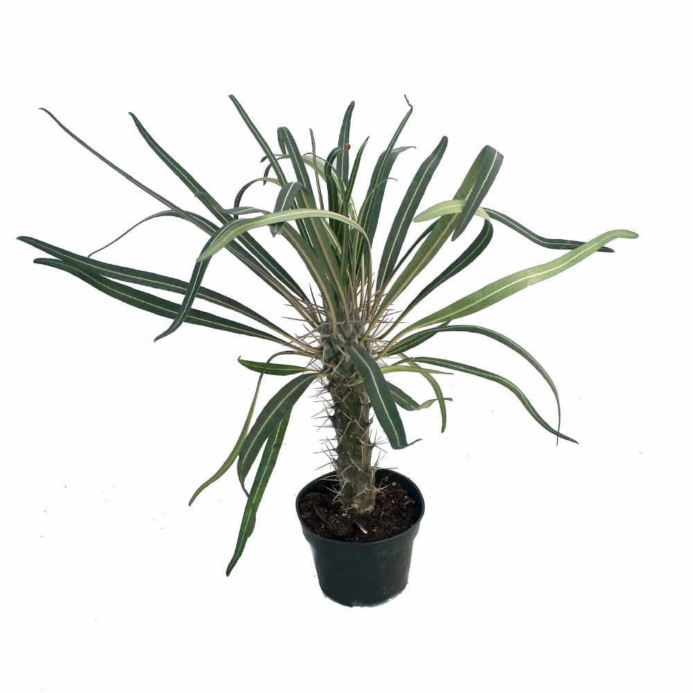 Madagascar Palm - Pachypodium Lamerei - Exotic & Easy! - 4" Pot ...