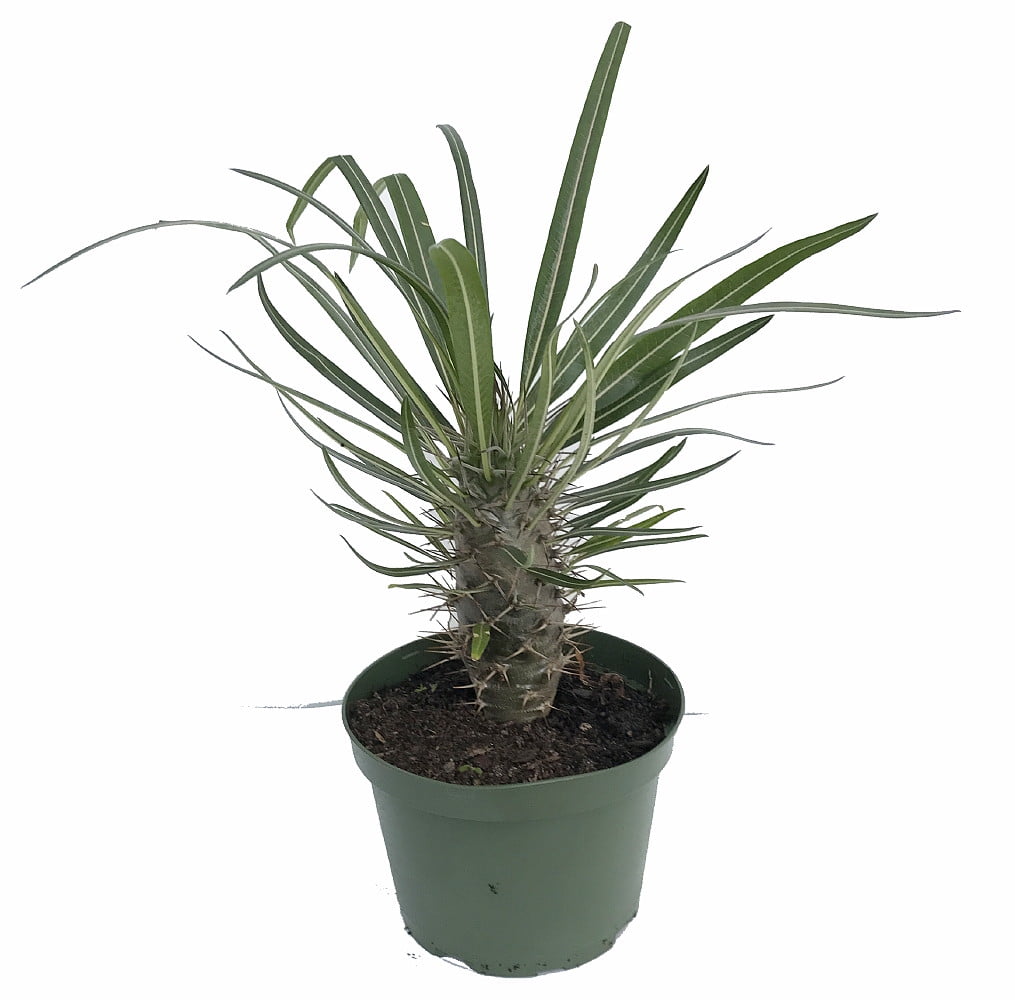 Madagascar Palm - Pachypodium Lamerei - Exotic & Easy! - 6" Pot ...