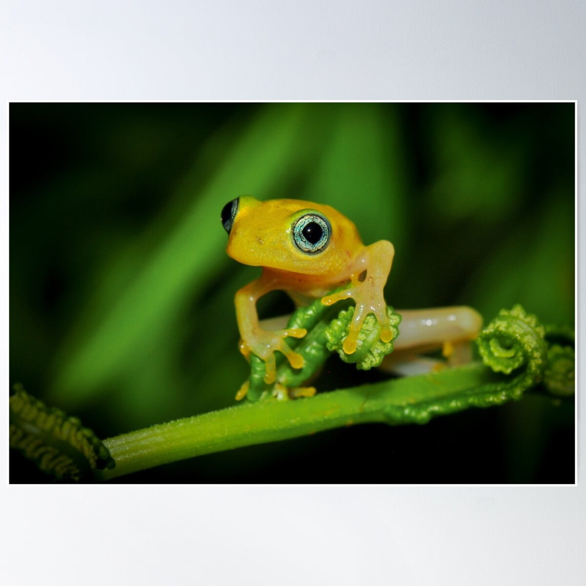 Madagascar Yellow Reed Frog Poster Wall Art, Modern Wall Decor For ...
